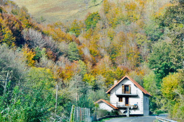 Selva de Irati el segundo hayedo más grande de Europa - Beaviajera by ...