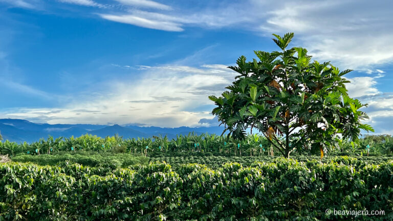 Visitar una finca cafetera en Colombia - Beaviajera by Beatriz Lagos