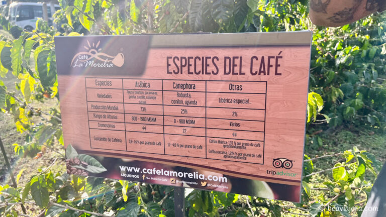 Visitar una finca cafetera en Colombia - Beaviajera by Beatriz Lagos