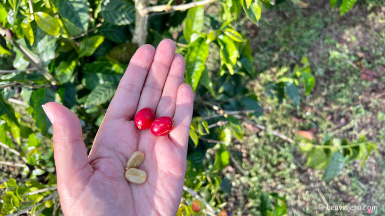 Visitar una finca cafetera en Colombia - Beaviajera by Beatriz Lagos